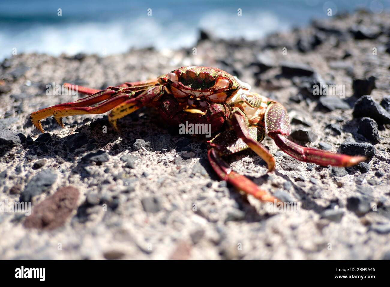 Dead canary hi-res stock photography and images - Alamy