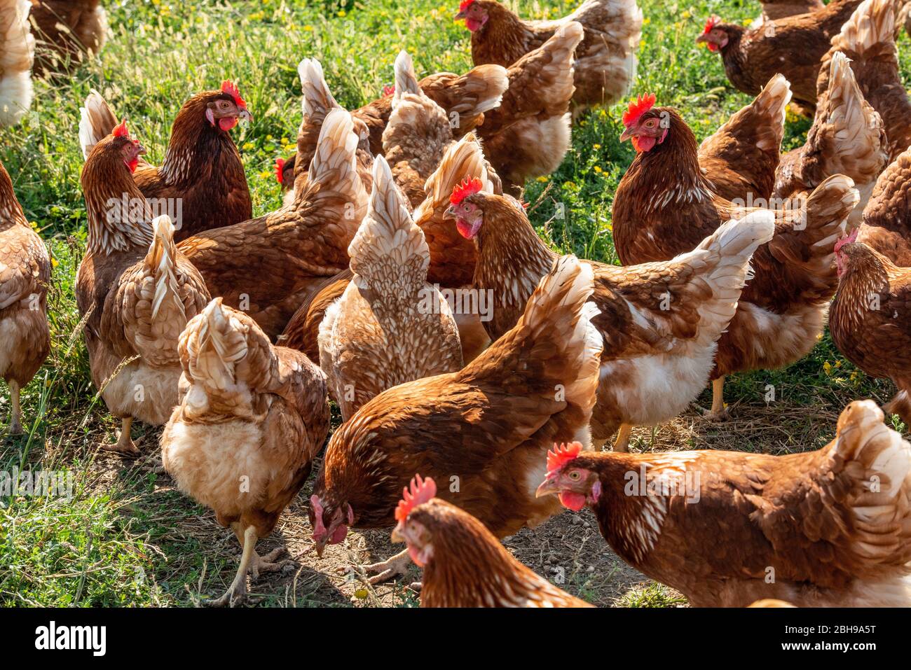 Lohmann chicken hi-res stock photography and images - Alamy