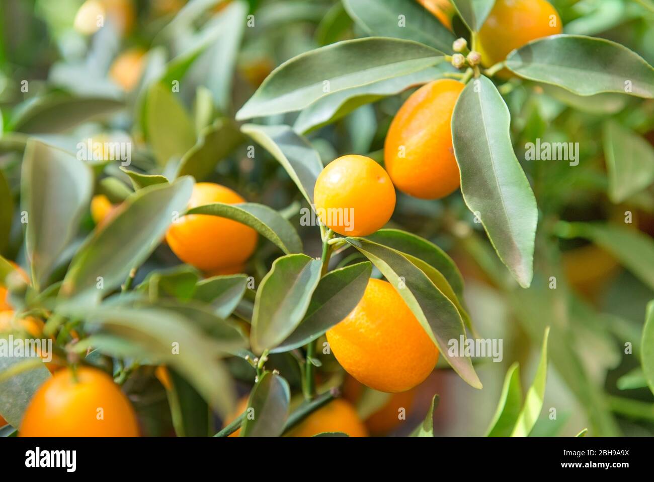 Orange family tree hi-res stock photography and images - Alamy