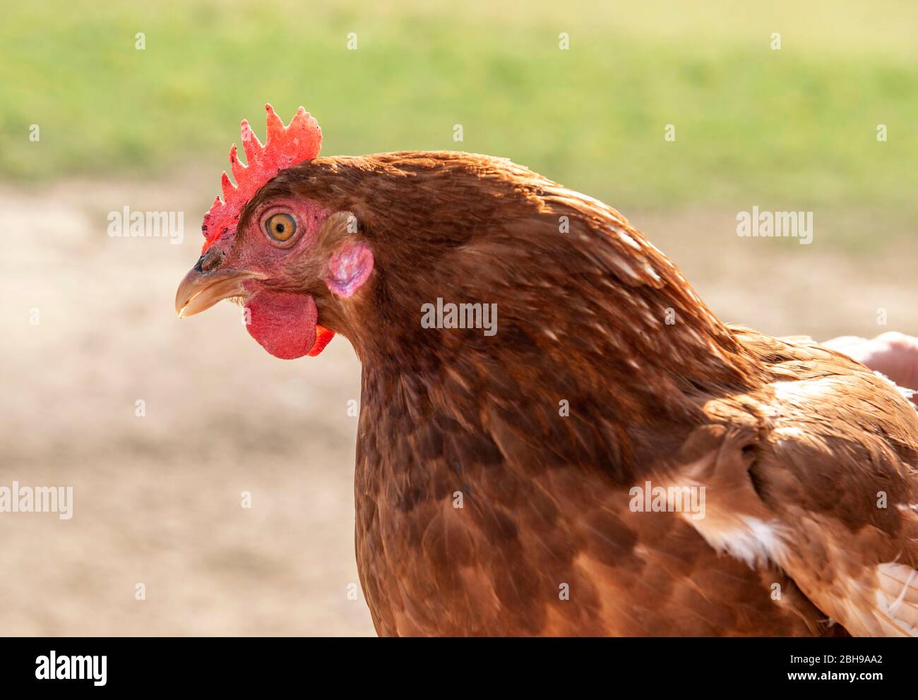 Domestic chicken, Lohmann Braun Classic, Gallus gallus domesticus ...