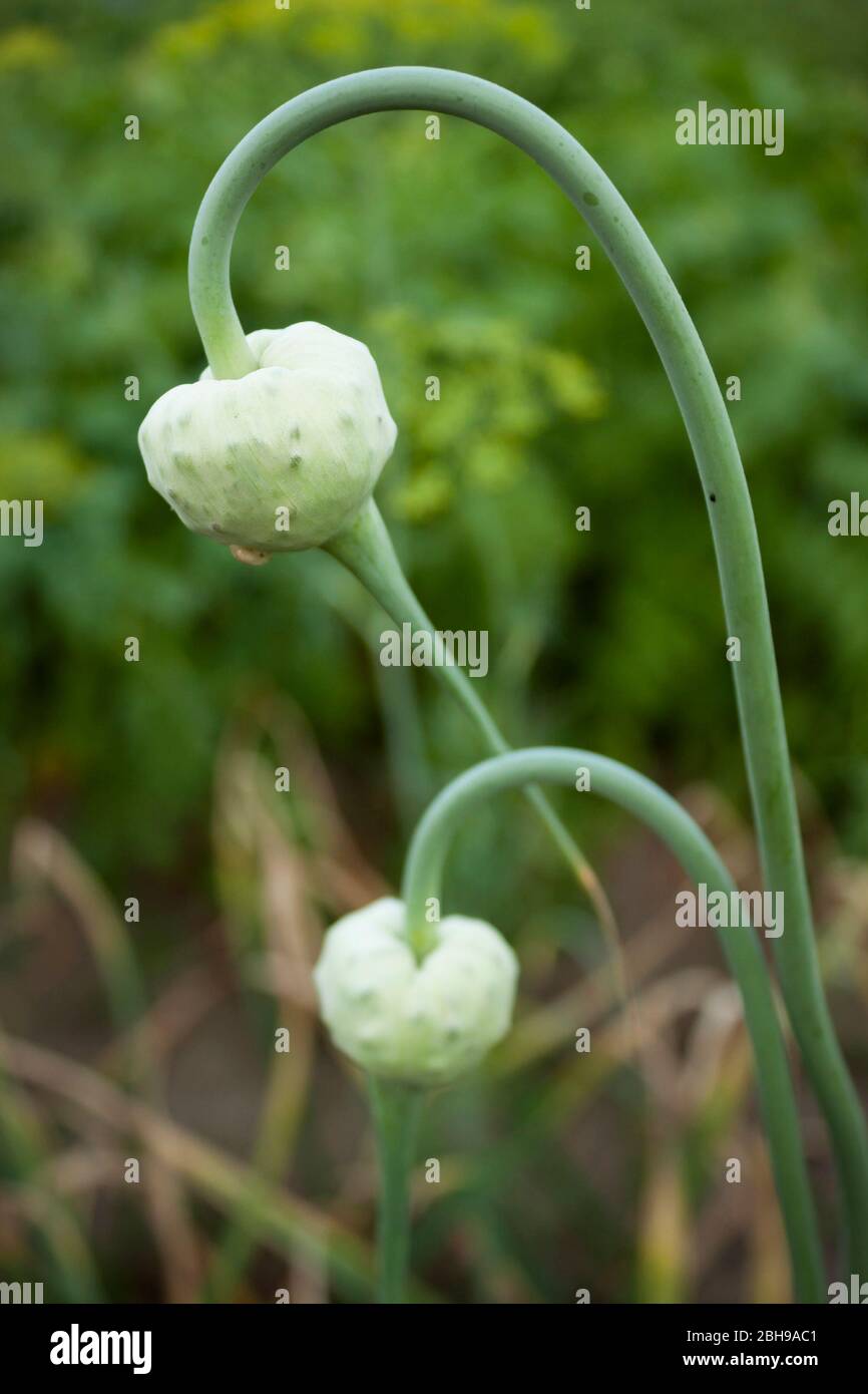Flowering of garlic on agricultural plantation. Head of blooming garlic ...