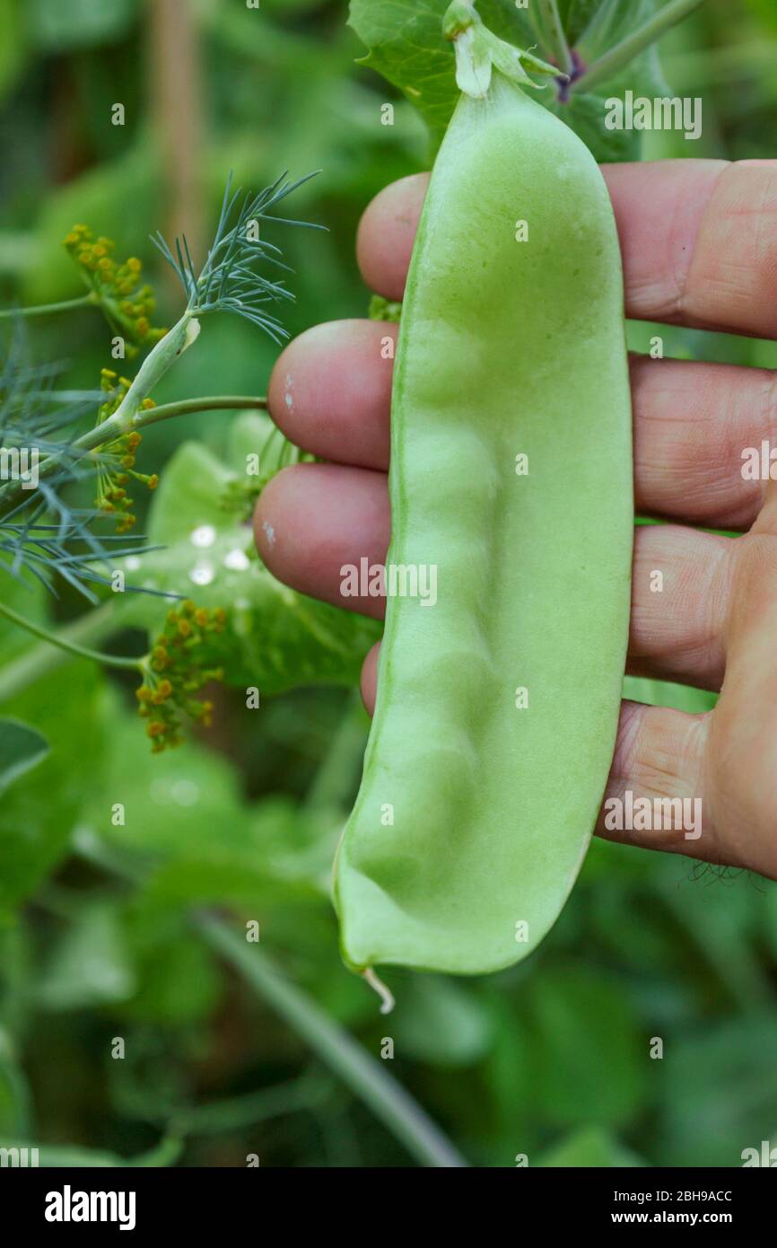 Vegetarian home grown food production. Lovely and large pod of peas ...