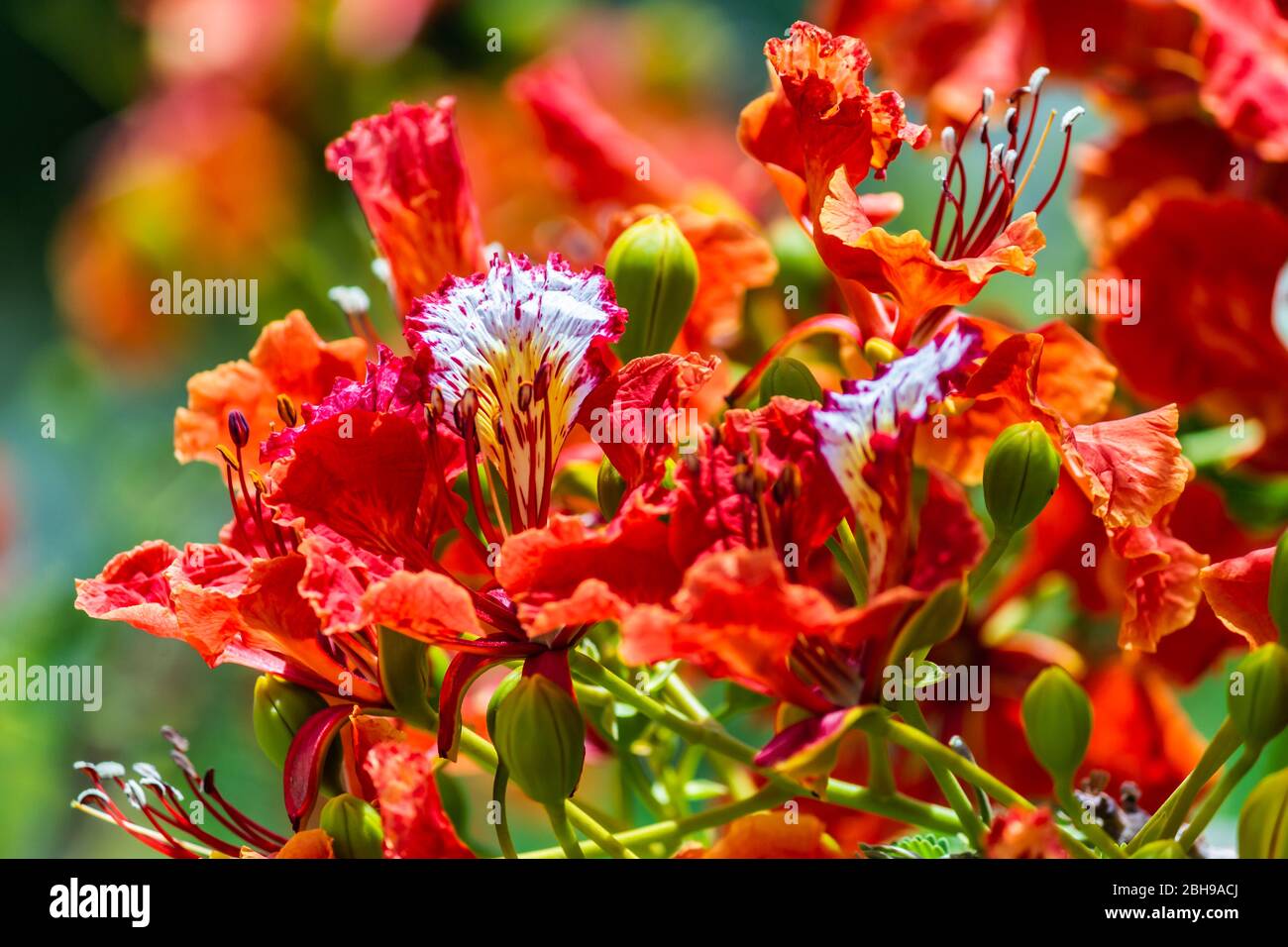 Beautiful background flowers in egypt hi-res stock photography and ...