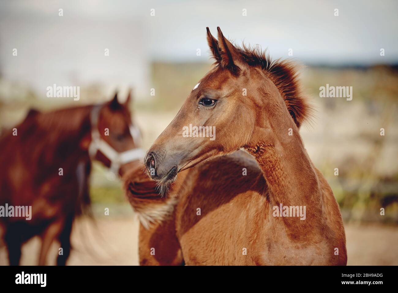 Portrait of a red foal sporting breed in the levada. Small horse Stock ...