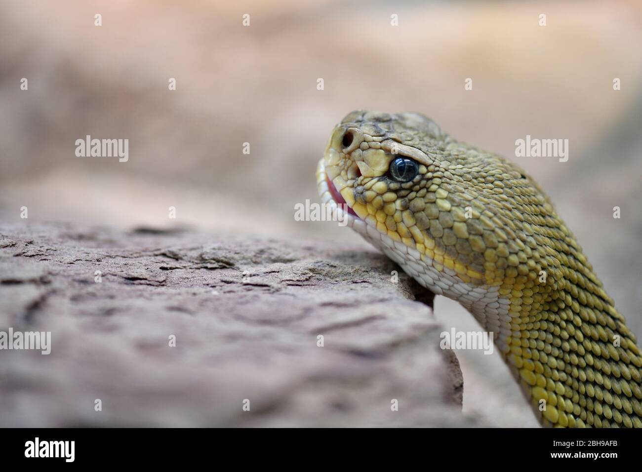 poisonous basilisk rattlesnake (Crotalus basiliscus), on rock, captive ...
