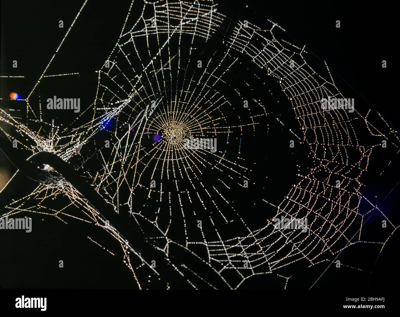 Spider no web hi-res stock photography and images - Alamy