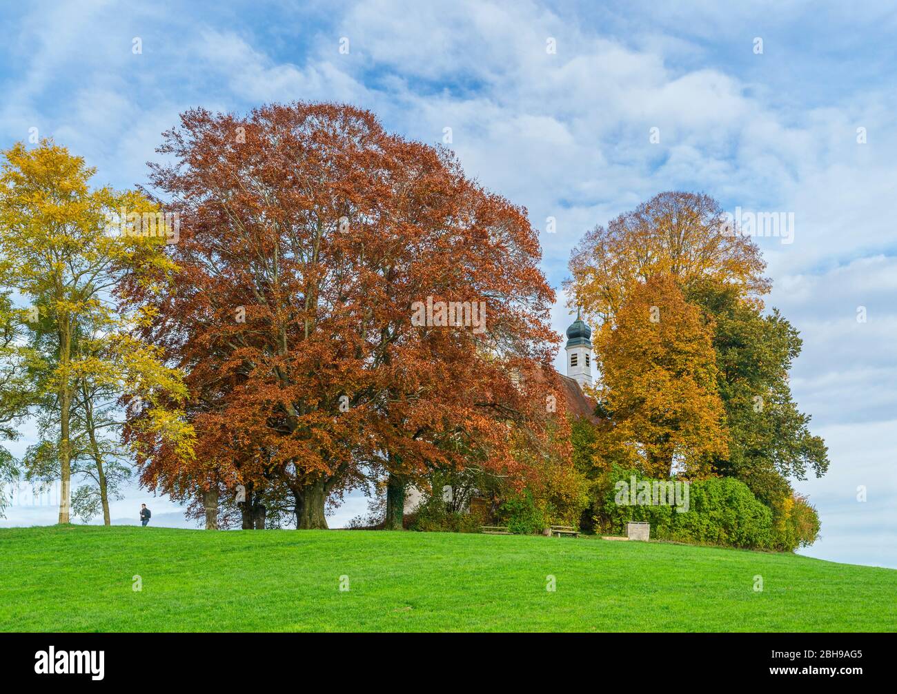 Germany, Baden-Württemberg, Wolfegg, group of trees with ash beech oak ...