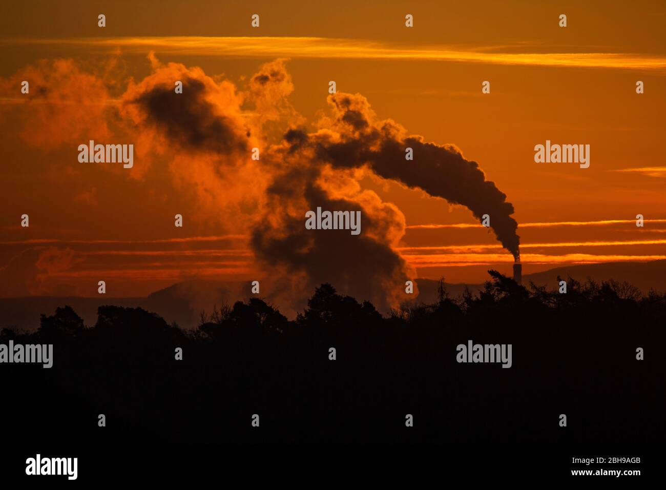 Smoke trees hi-res stock photography and images - Alamy