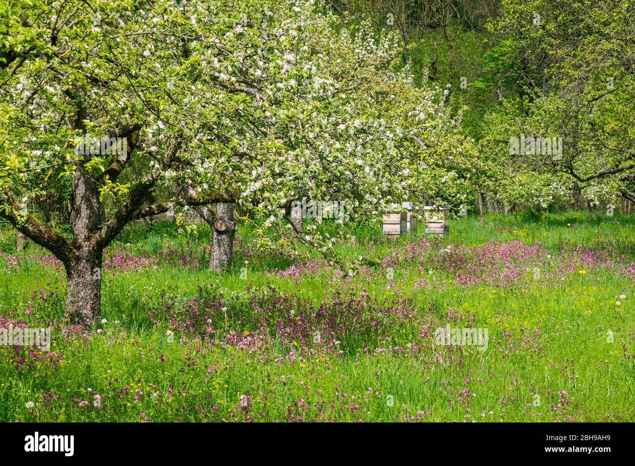 Carnation trees hi-res stock photography and images - Alamy