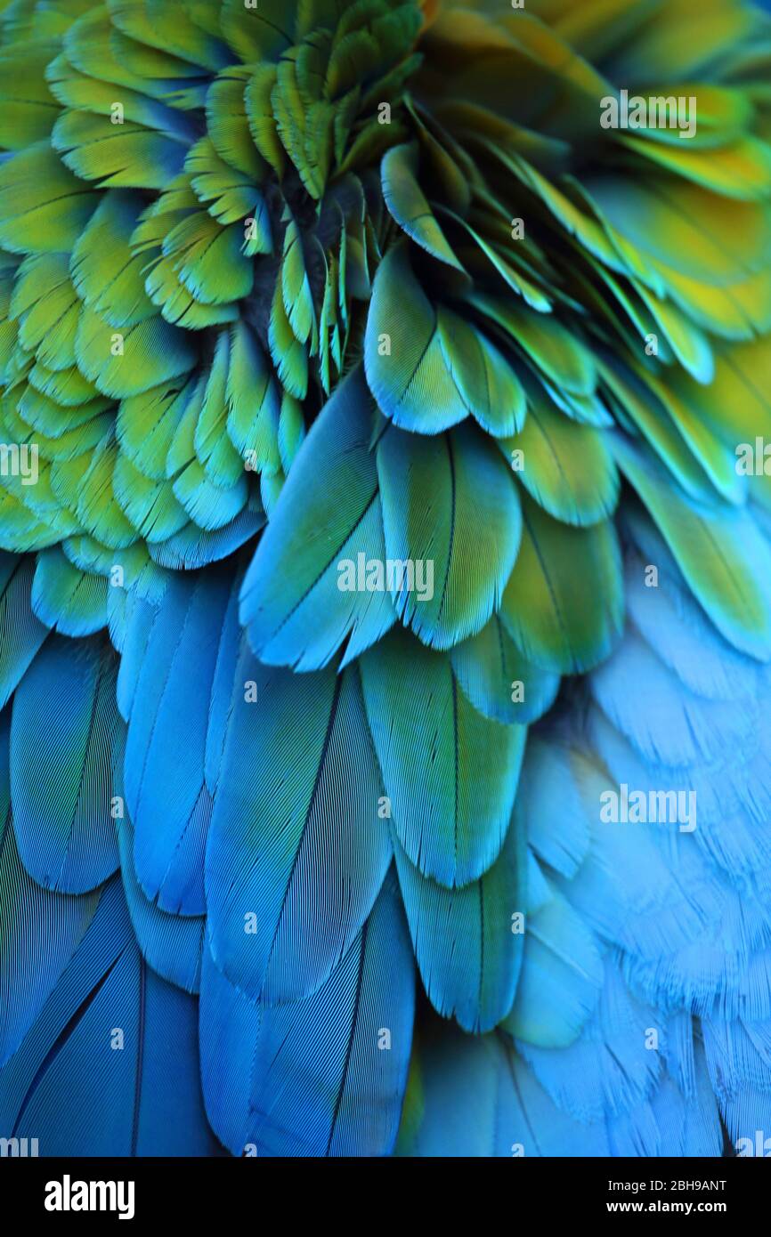 Parrot feathers hi-res stock photography and images - Alamy