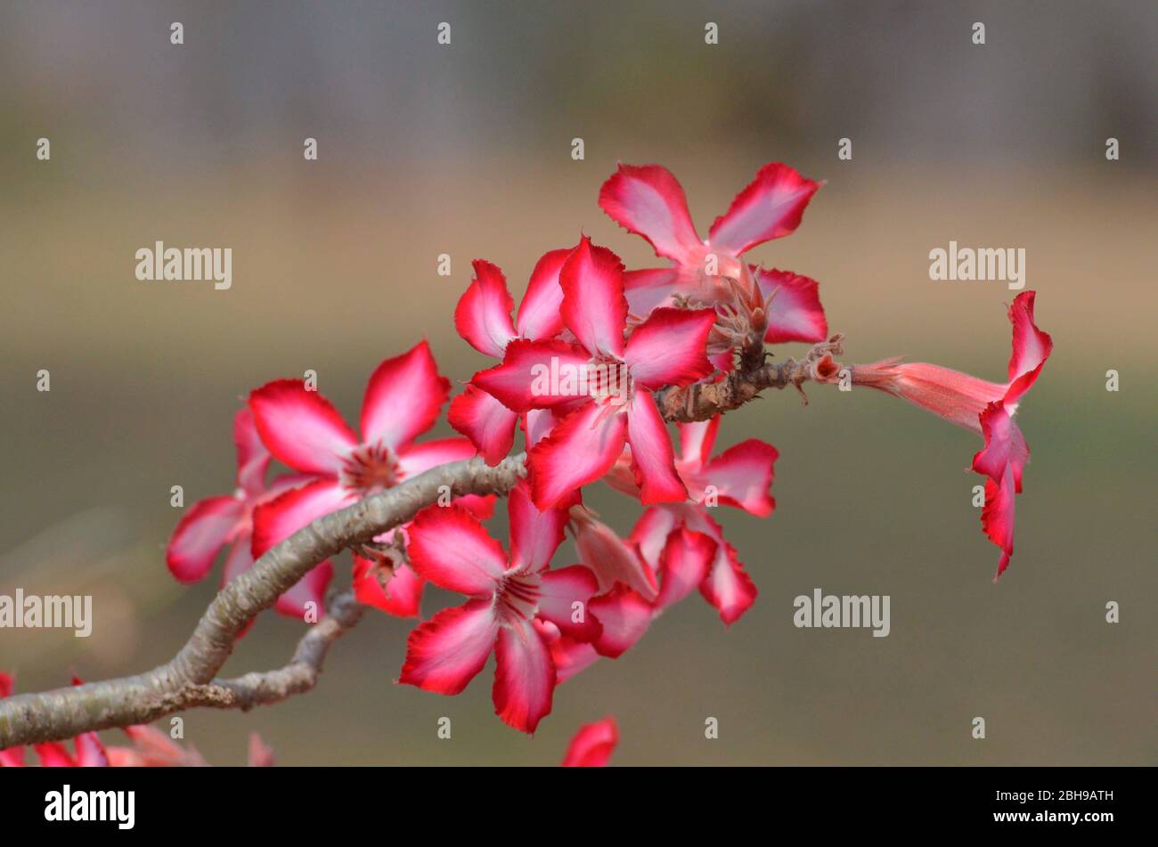 Impala Lily Flower Africa High Resolution Stock Photography and Images ...