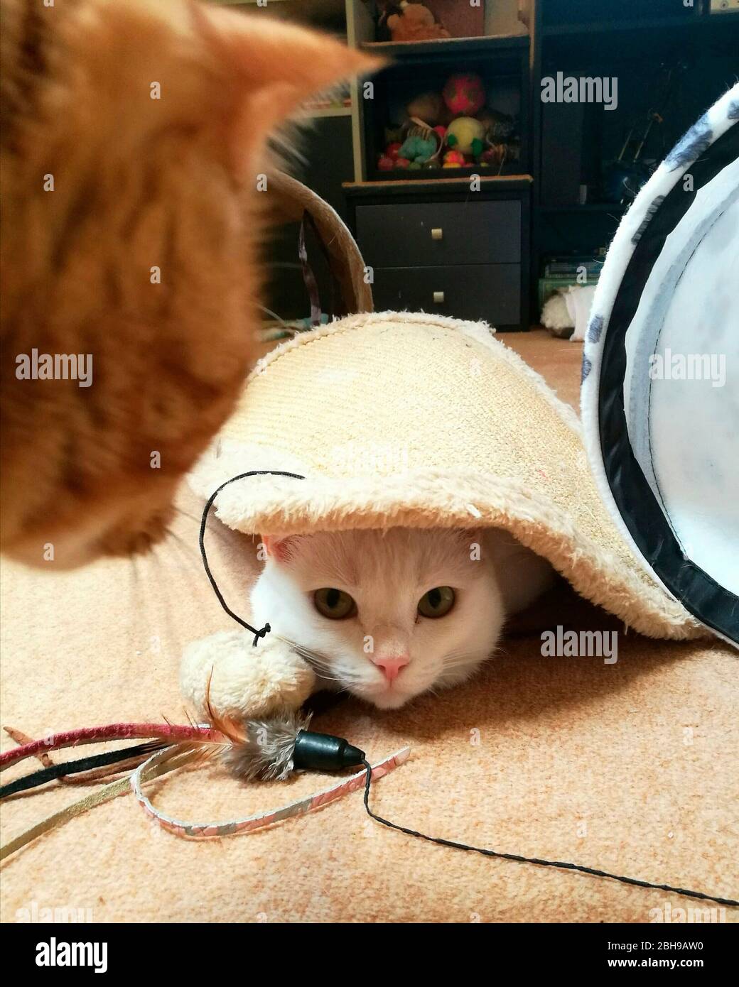 Chilled out cat hi-res stock photography and images - Alamy
