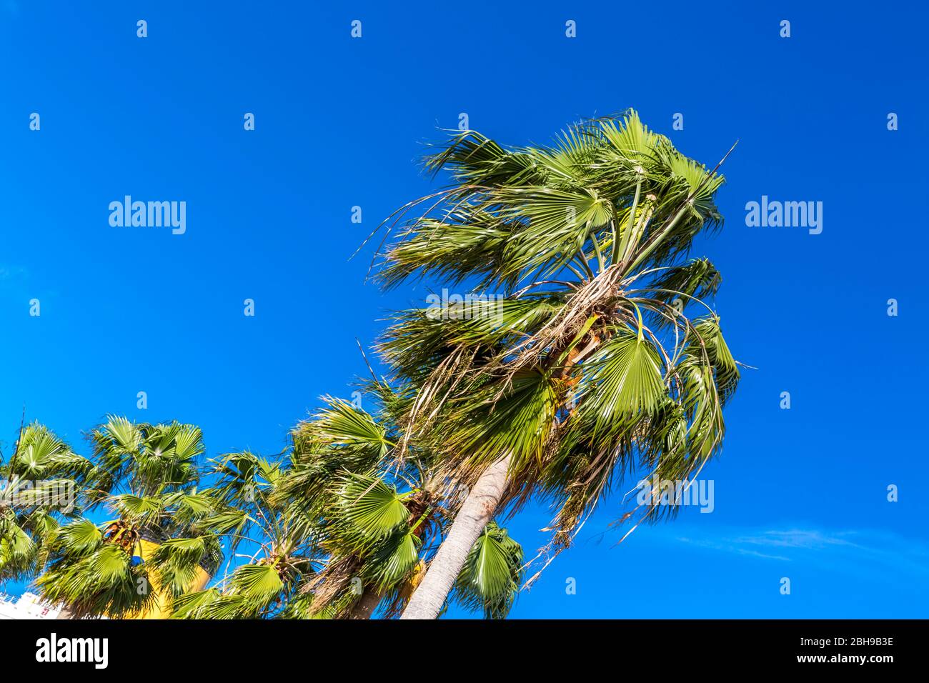 Palm trees in the harbor of Freeport, Grand Bahama, Bahamas, Caribbean ...