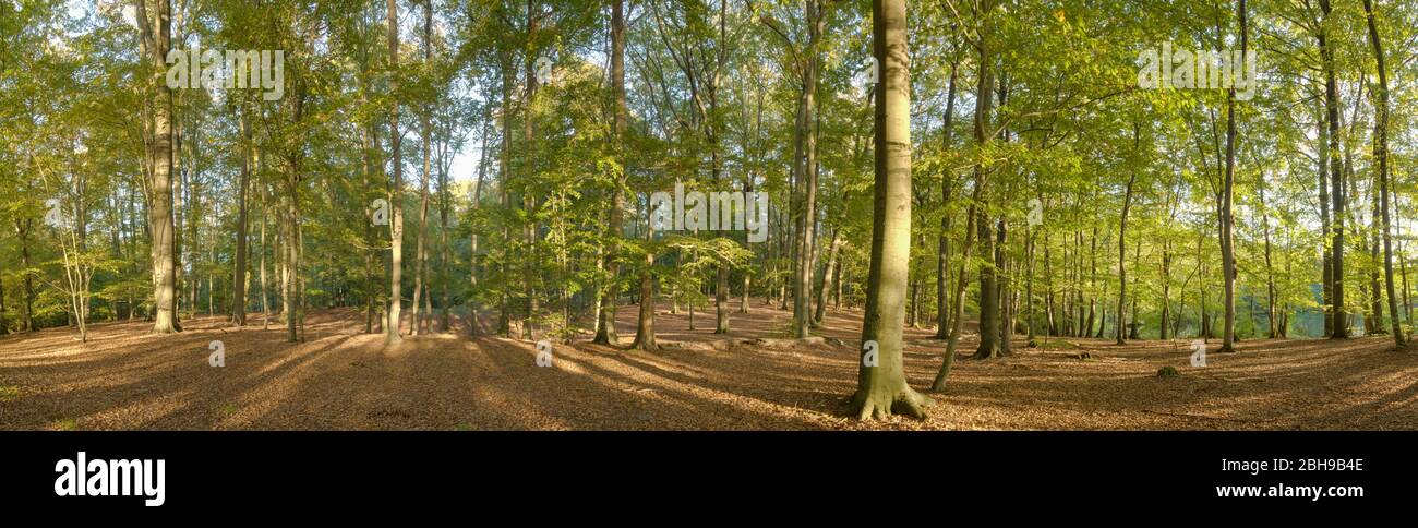 beech forest in Muehlenbecker Forst, Panorama, Brandenburg, Germany ...