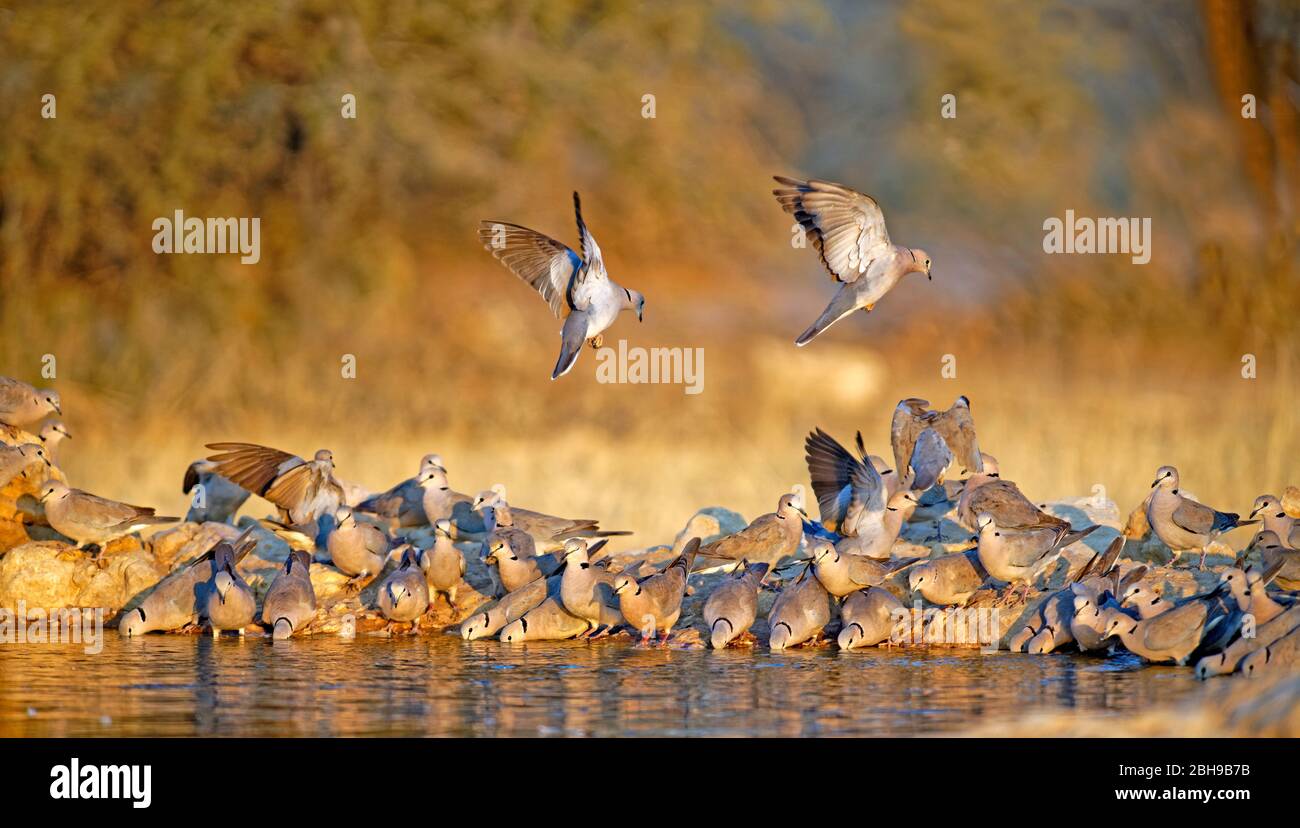 Ring-necked dove (Streptopelia capicola) or Cape turtle dove at sunrise ...