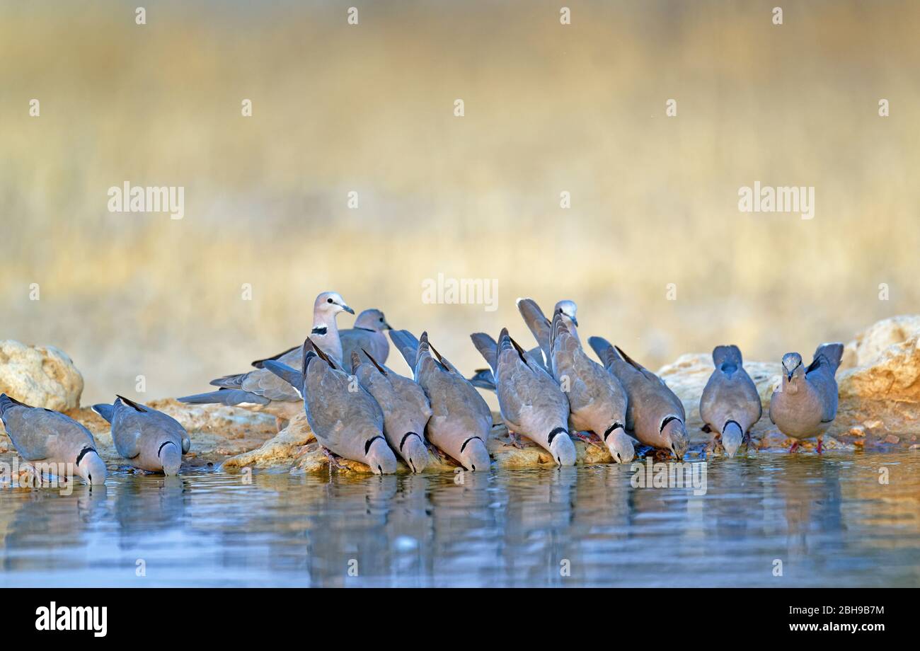 Ring-necked dove (Streptopelia capicola) or Cape turtle dove at sunrise ...
