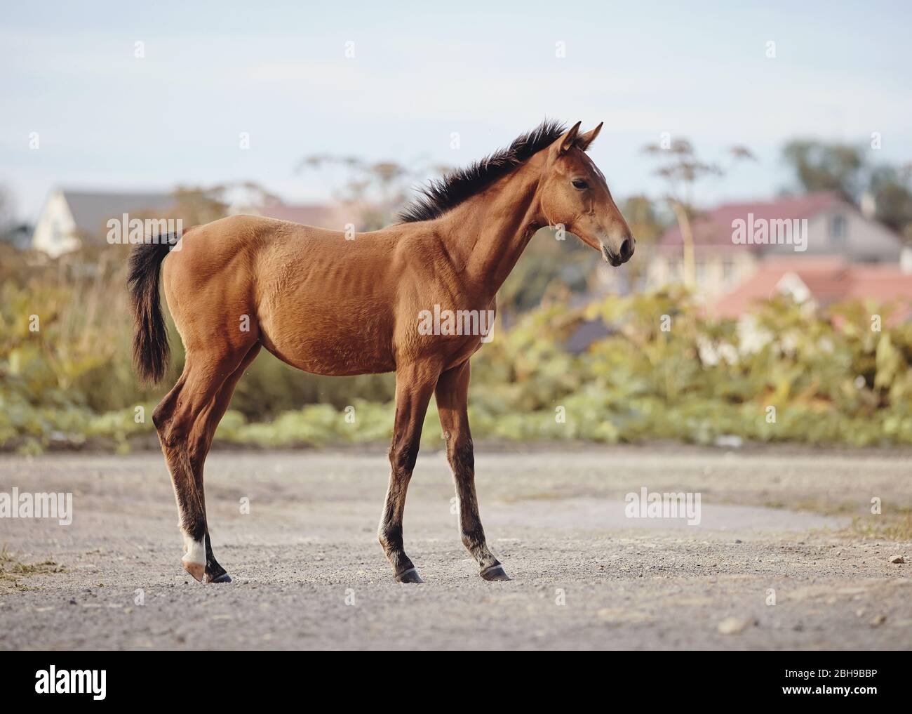 Sporting breed hi-res stock photography and images - Alamy