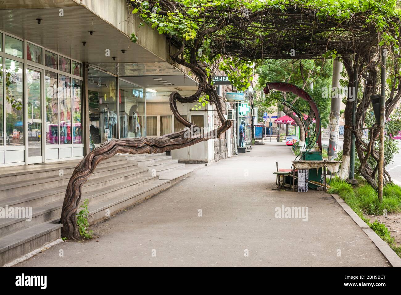 Armenia, Yerevan, tree growing out of sidewalk Stock Photo - Alamy