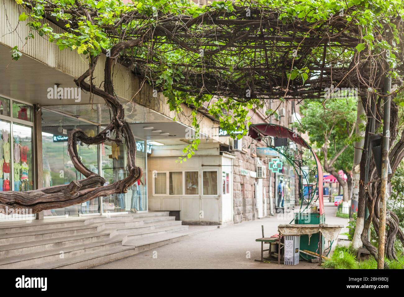 Armenia, Yerevan, tree growing out of sidewalk Stock Photo - Alamy