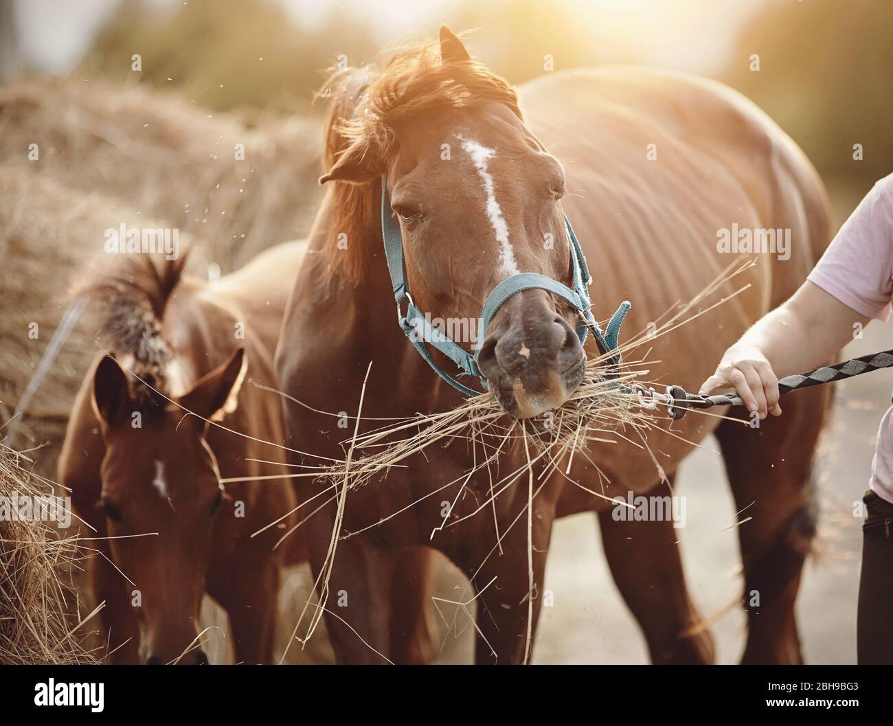 Red foal with a white star on his forehead and a red mare with a white ...