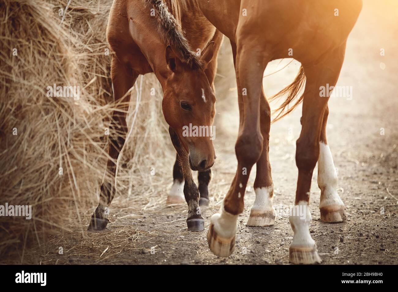 Hoofed eating hi-res stock photography and images - Alamy