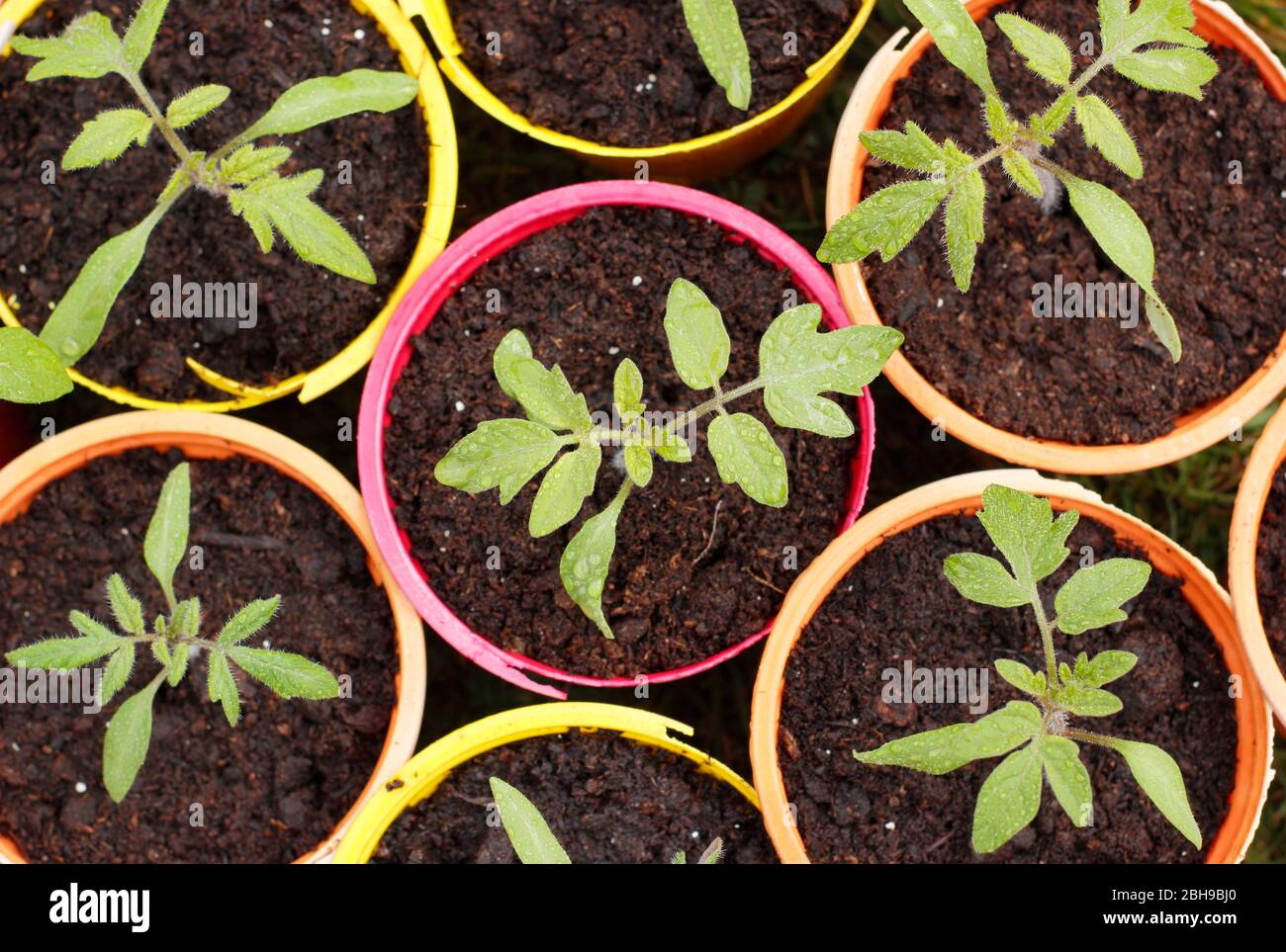 Tomato seedlings hi-res stock photography and images - Alamy
