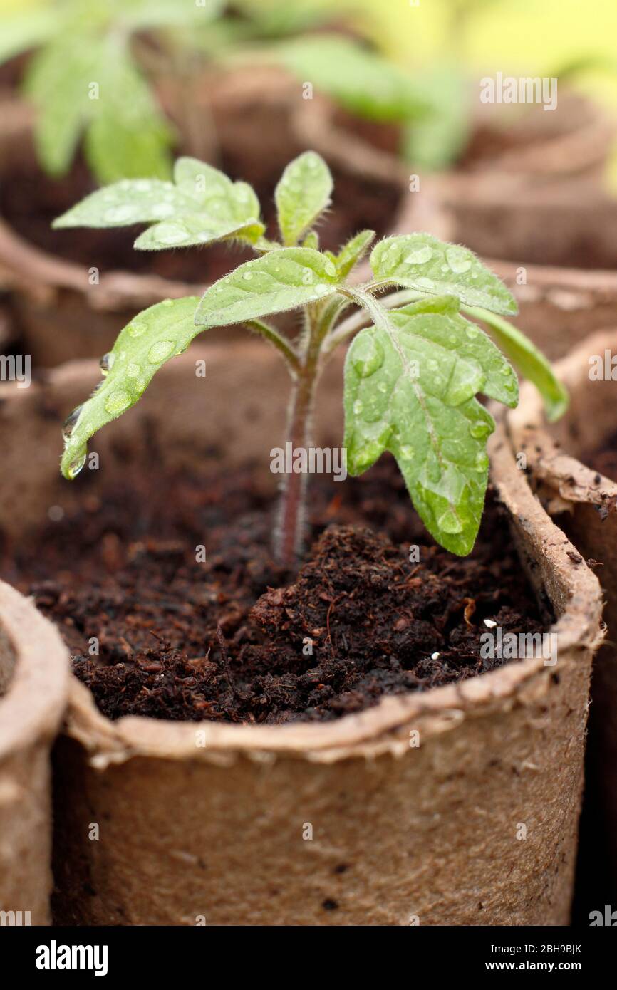 Biodegradable plants hi-res stock photography and images - Alamy