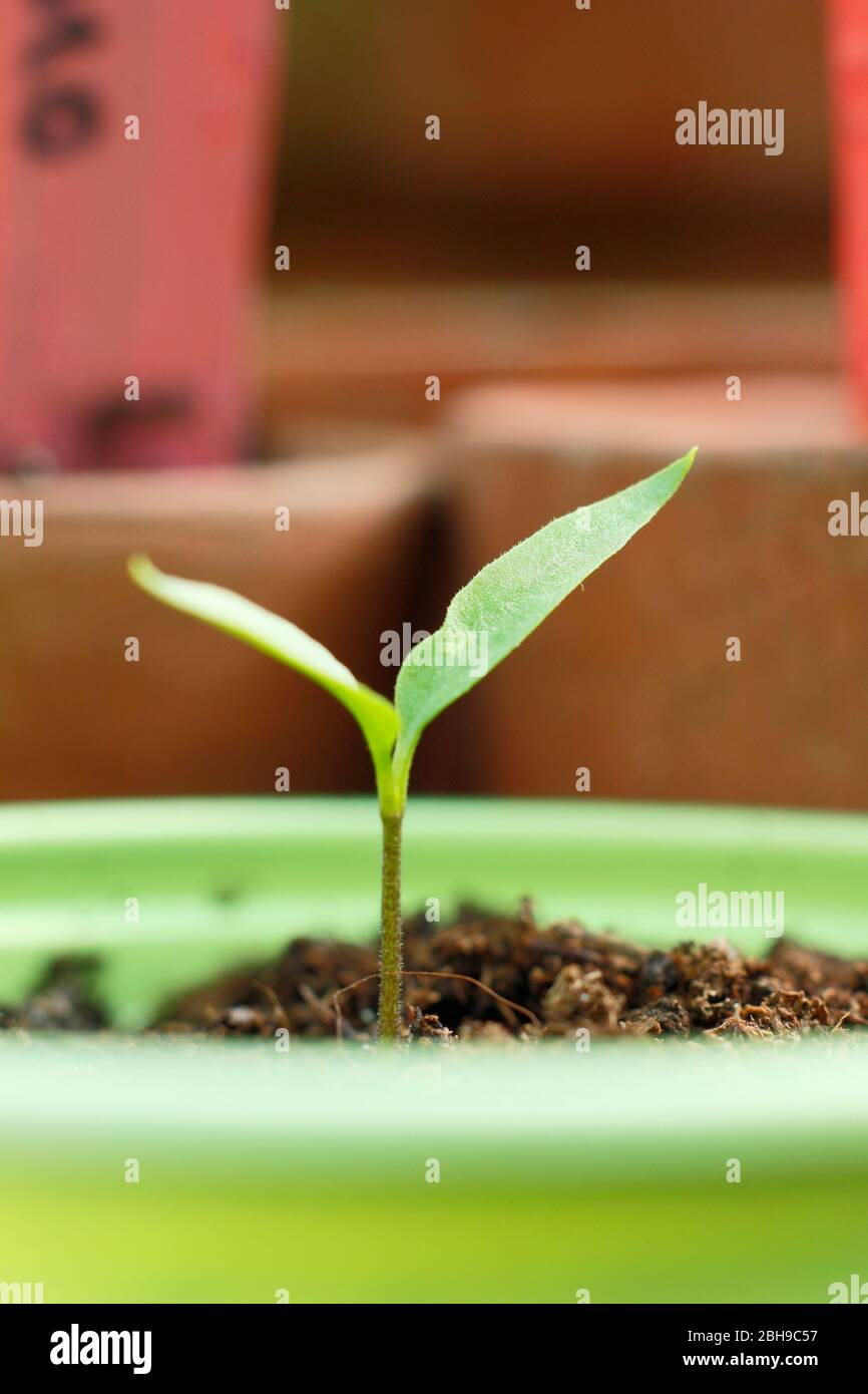 Chilli seedlings under cover hi-res stock photography and images - Alamy