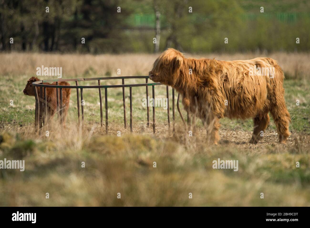 Highland cows in cumbernauld hi-res stock photography and images - Alamy
