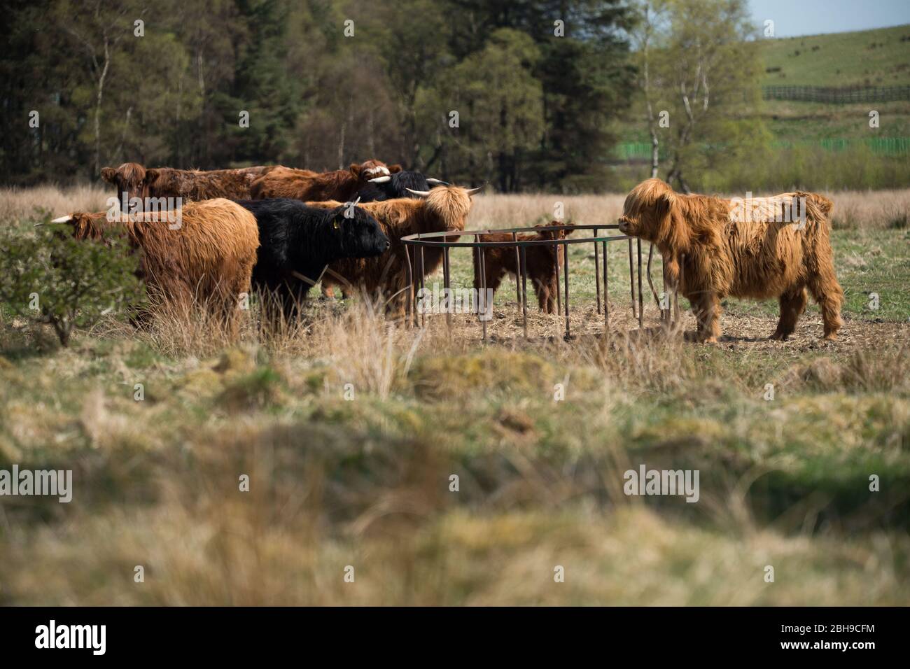Highland cows in cumbernauld hi-res stock photography and images - Alamy