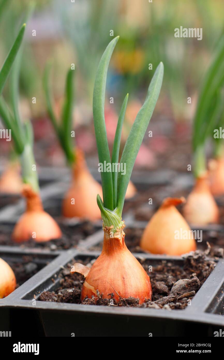 Planting onion modules hi-res stock photography and images - Alamy