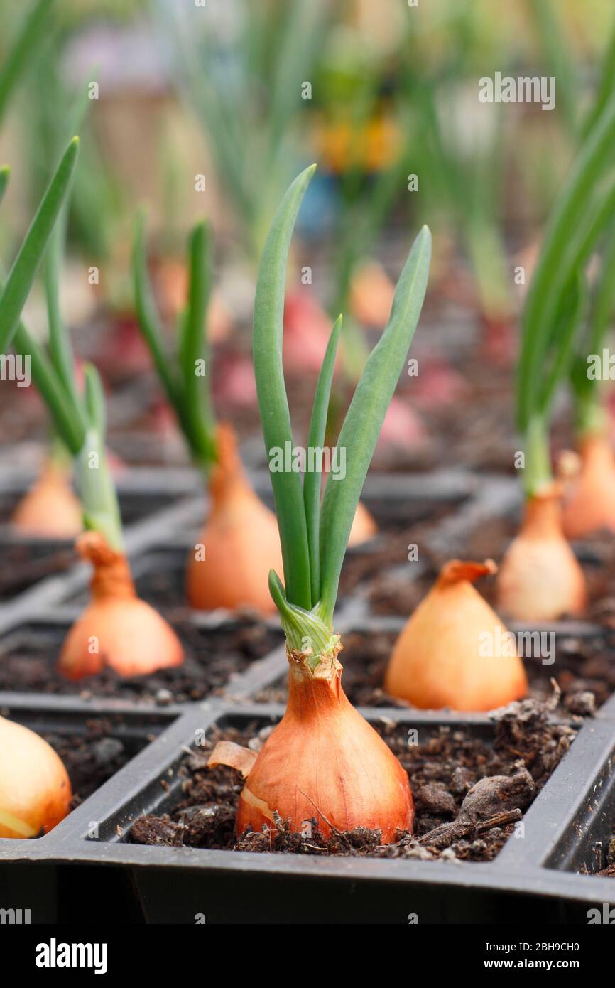 Centurion onion sets hi-res stock photography and images - Alamy