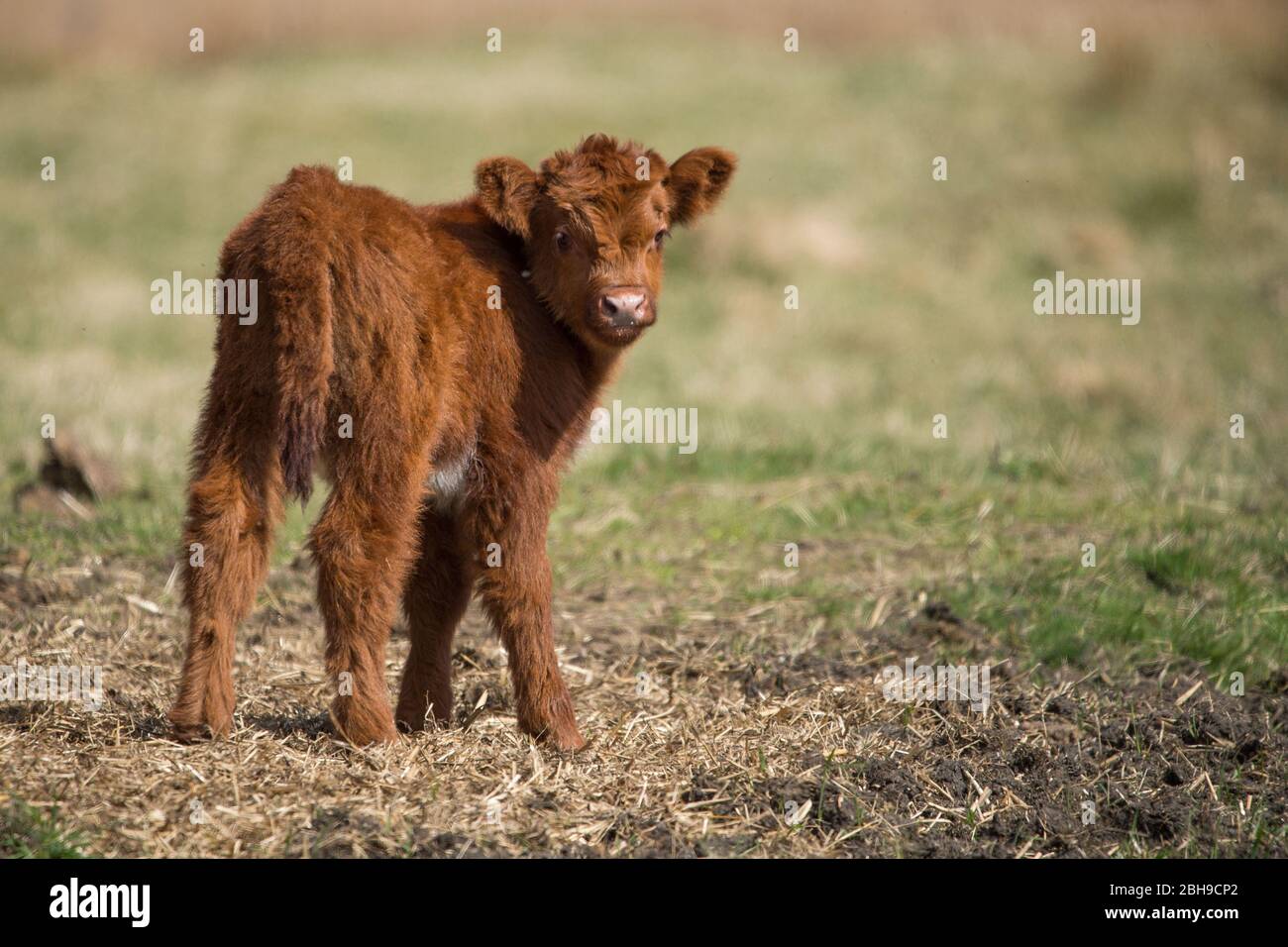 Baby highland cow hi-res stock photography and images - Alamy