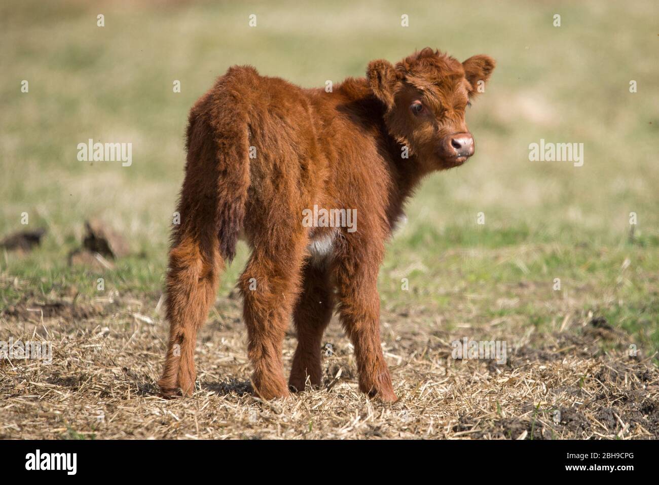 Images Of Fat Cows