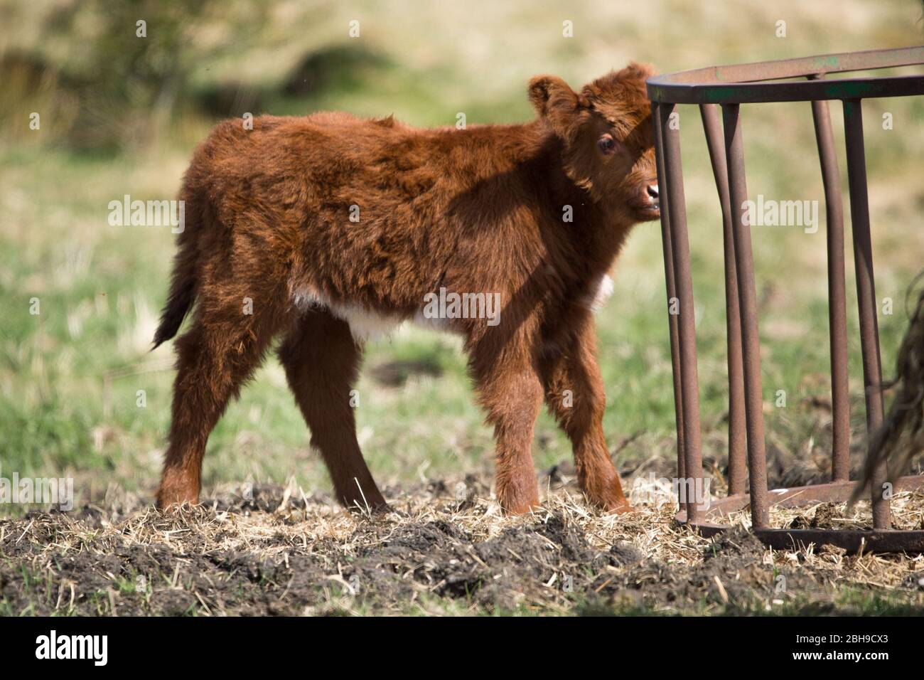 Baby highland cow hi-res stock photography and images - Alamy