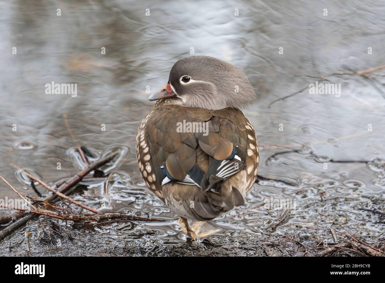 Female Mandarin (Aix galericulata Stock Photo - Alamy