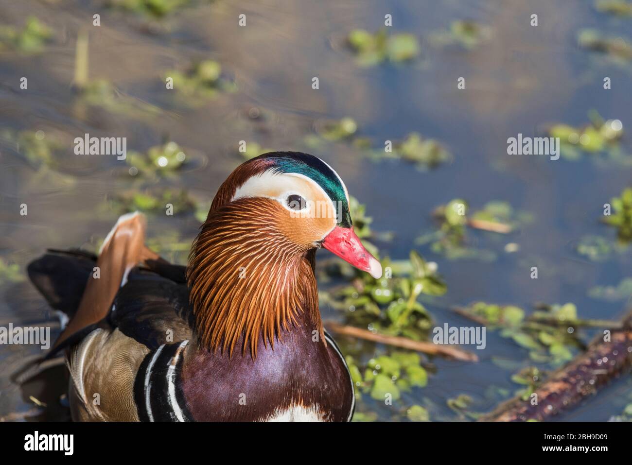 Head of a mandarin duck hi-res stock photography and images - Alamy