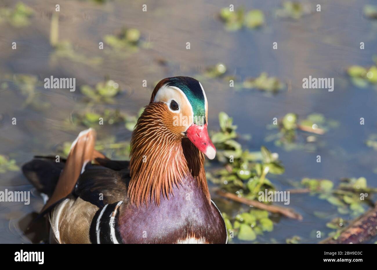 Head of a male Mandarin (Aix galericulata Stock Photo - Alamy
