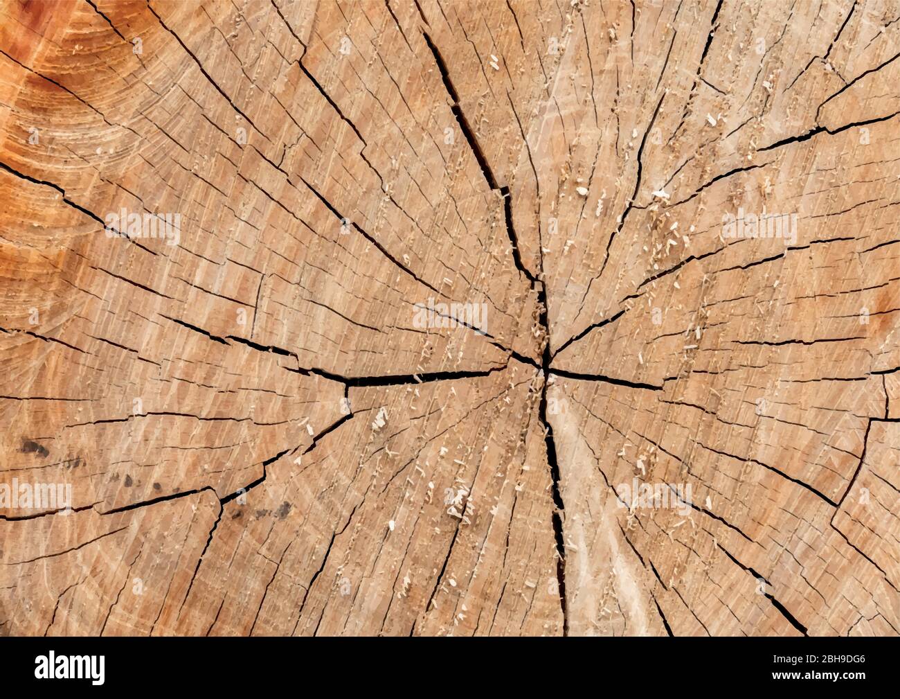 Oak trees in spring Stock Vector Images - Alamy