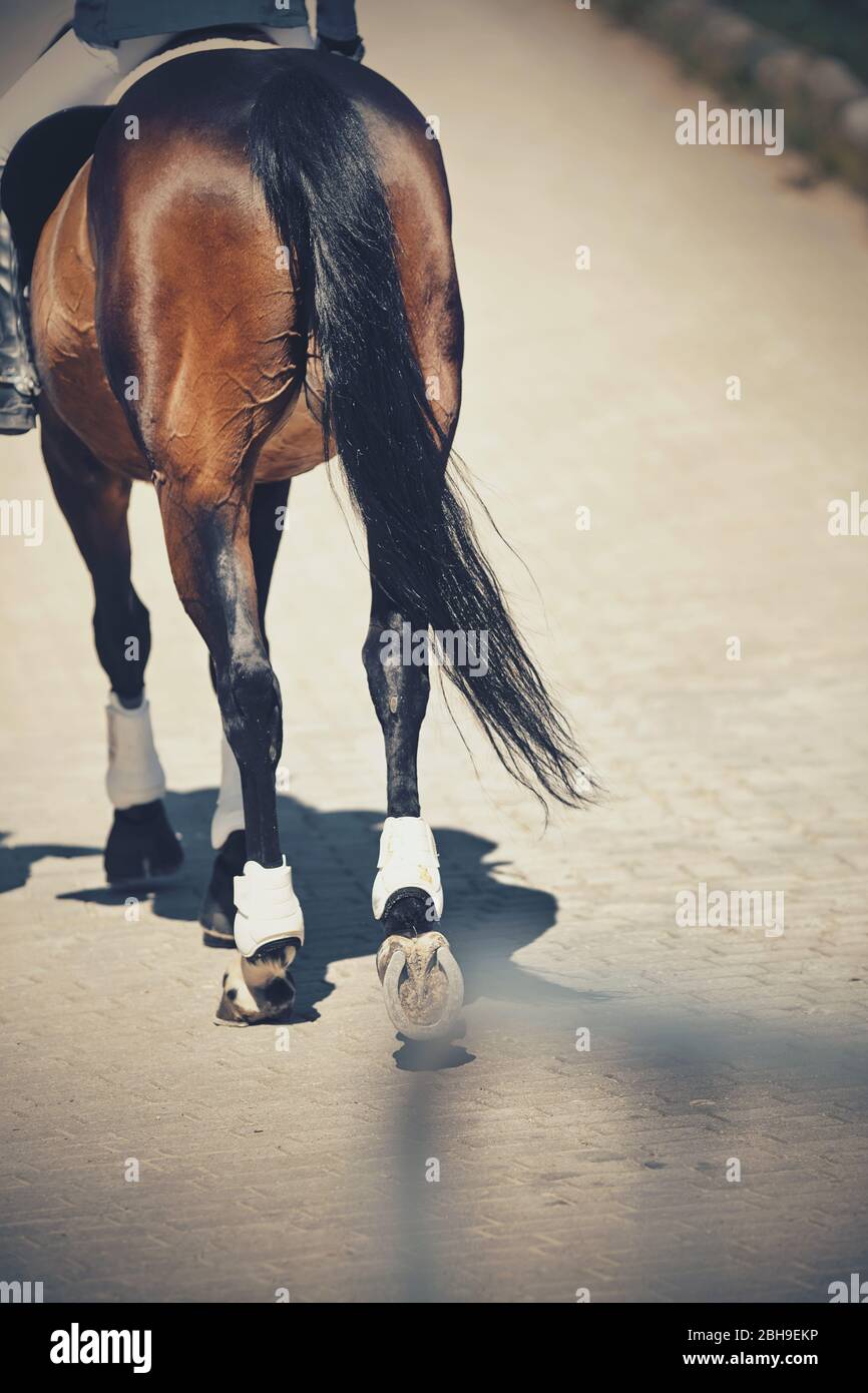 Species of the going horse with behind. Feet running sports horse. The ...