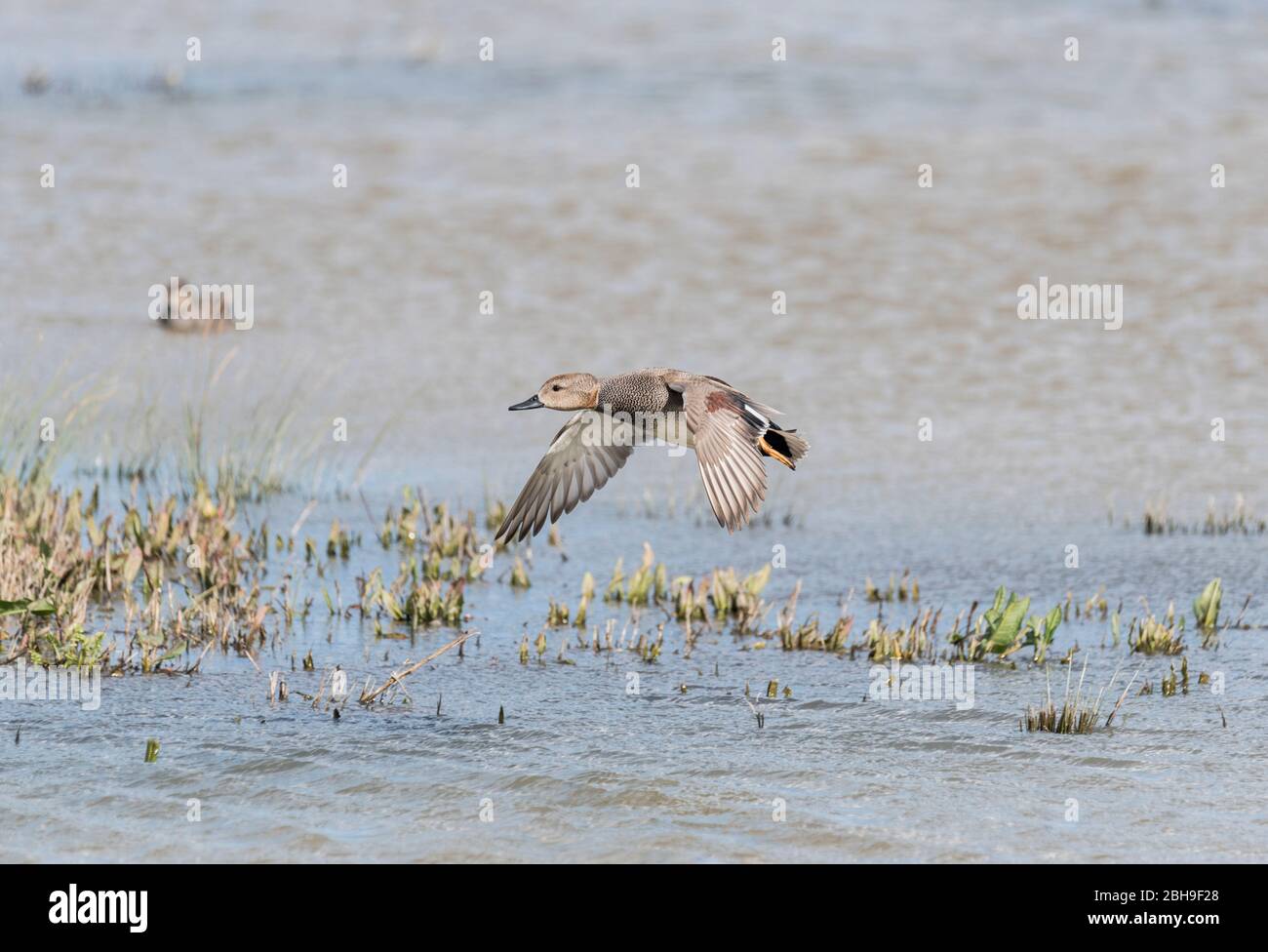 Gadwall anas strepera flying hi-res stock photography and images - Alamy