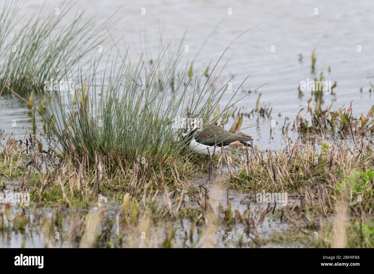 Sheltering from rain hi-res stock photography and images - Alamy