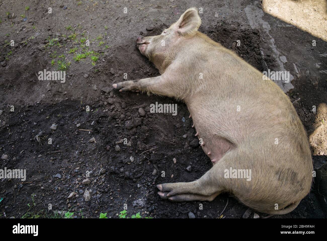 Georgia, Chiatura, mining town cable car station, pig Stock Photo - Alamy