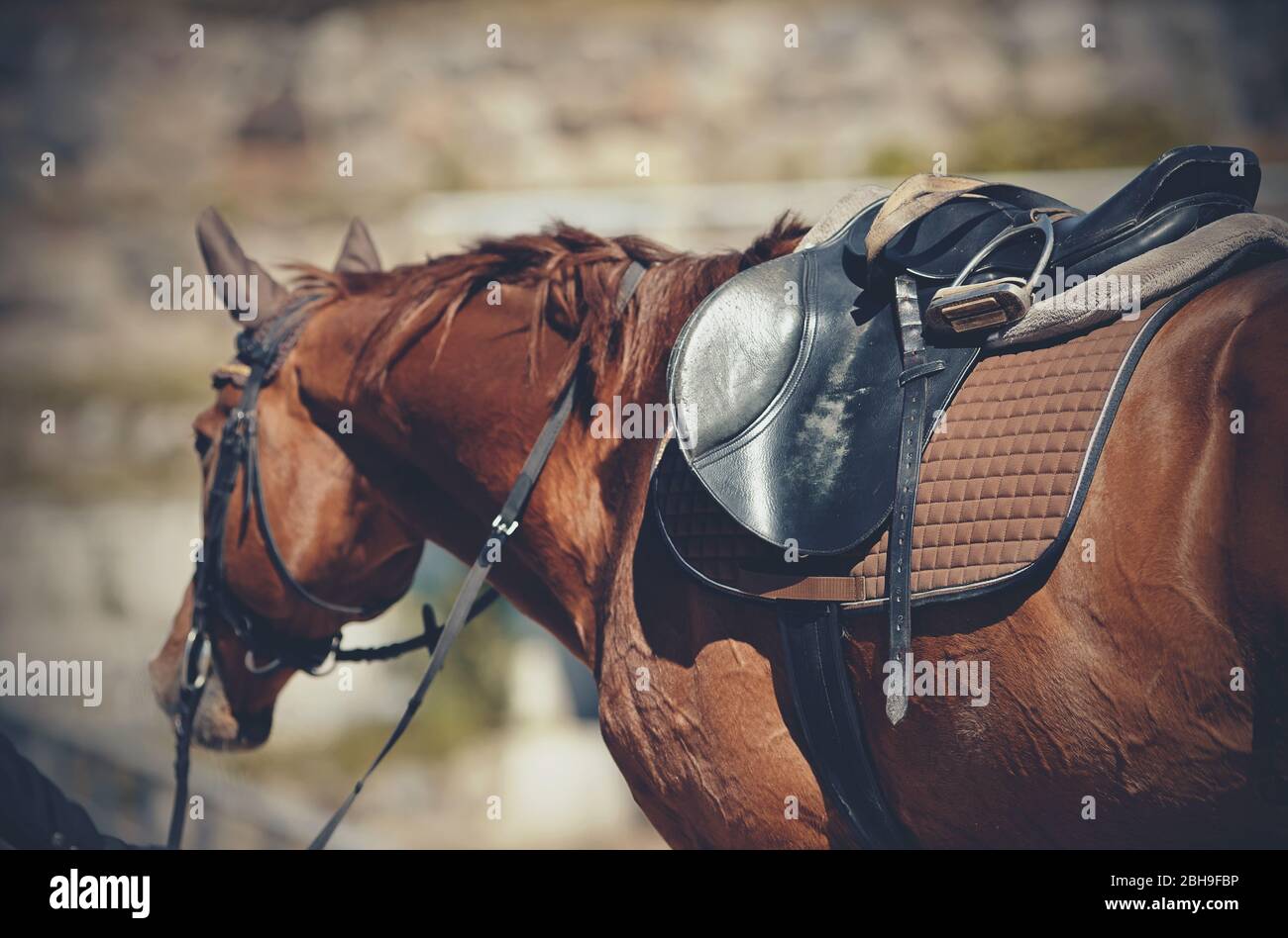 Saddle with stirrups on a back of a stallion. The back of a saddled red ...