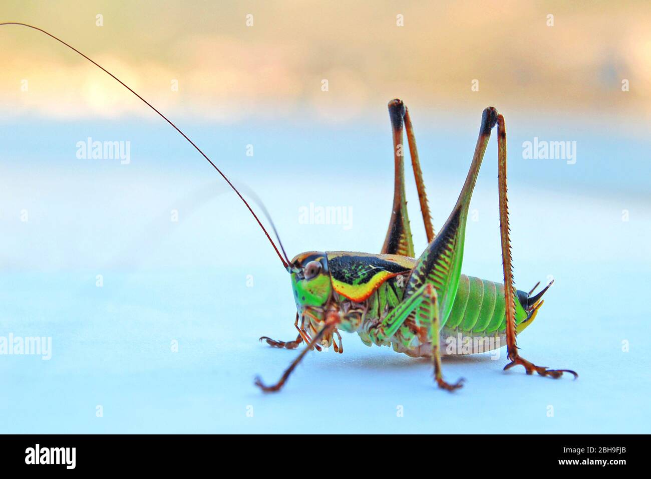 Leaping green insects hi-res stock photography and images - Alamy