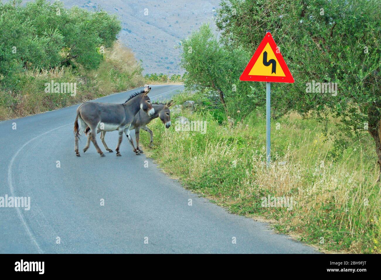 Donkey crossing hi-res stock photography and images - Alamy