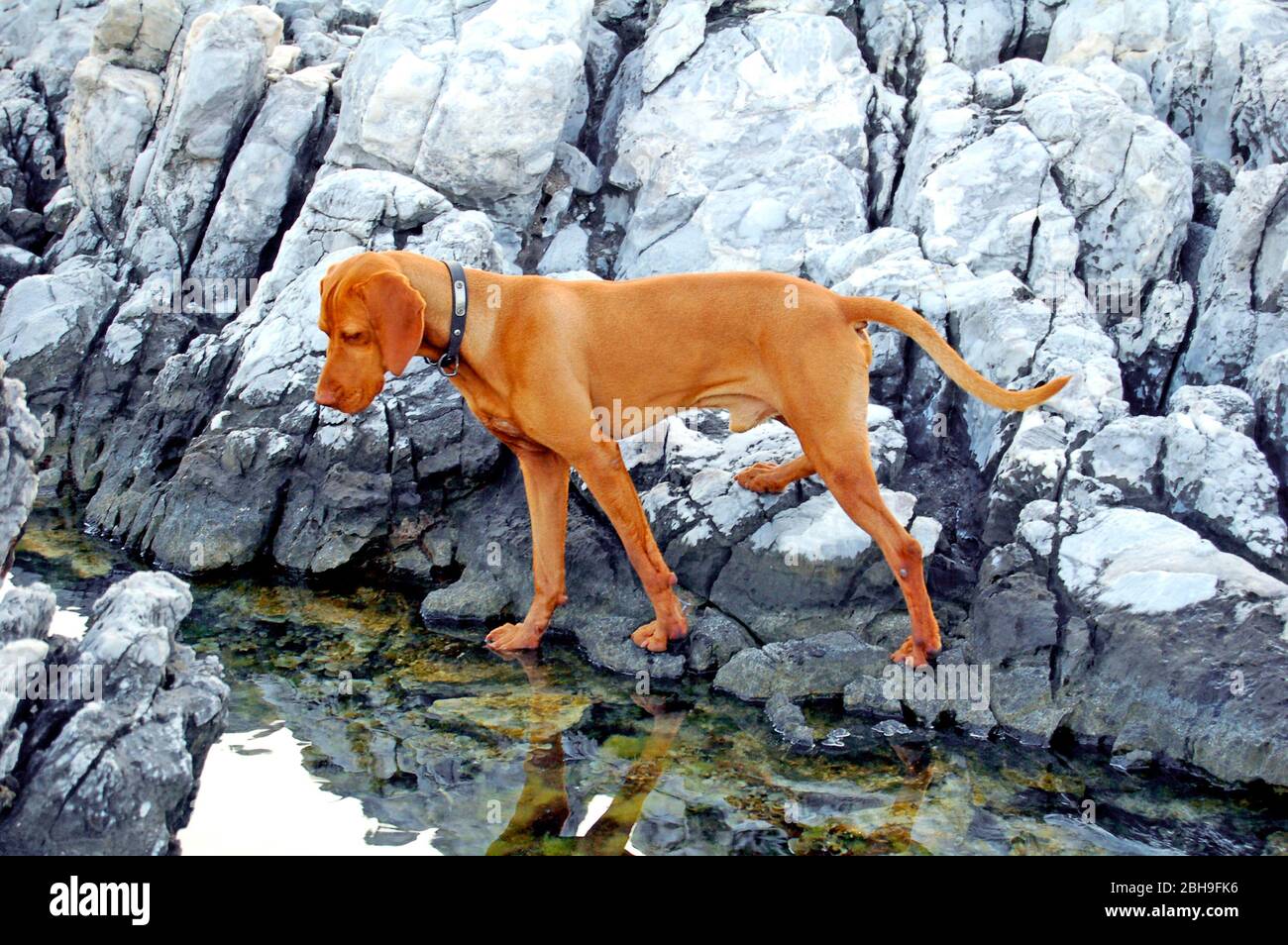 Dog looking at his reflection on the water surface of a small body of ...