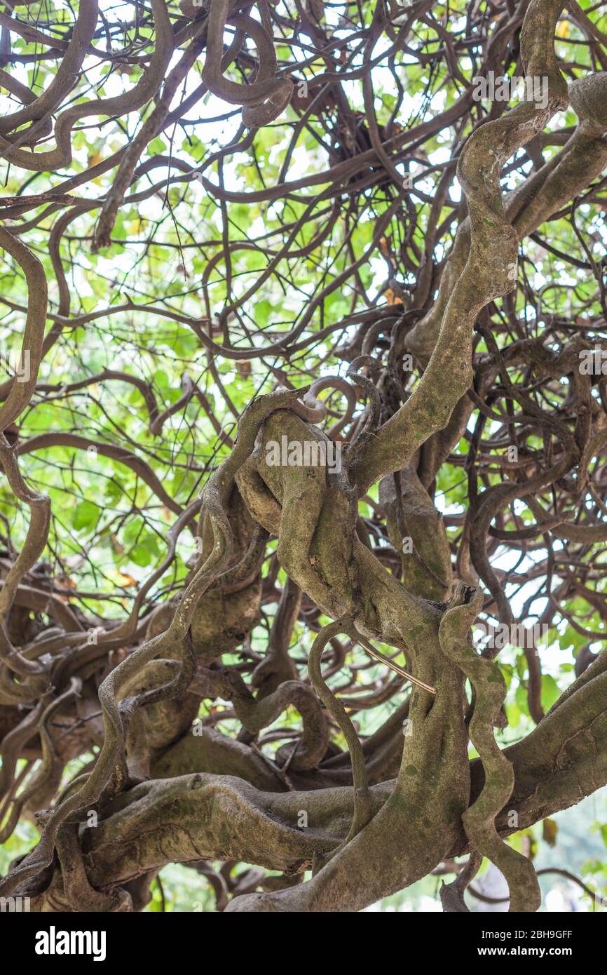 Cambodia, Phnom Penh, The Killing Fields of Choeung Ek, twisted tree in ...