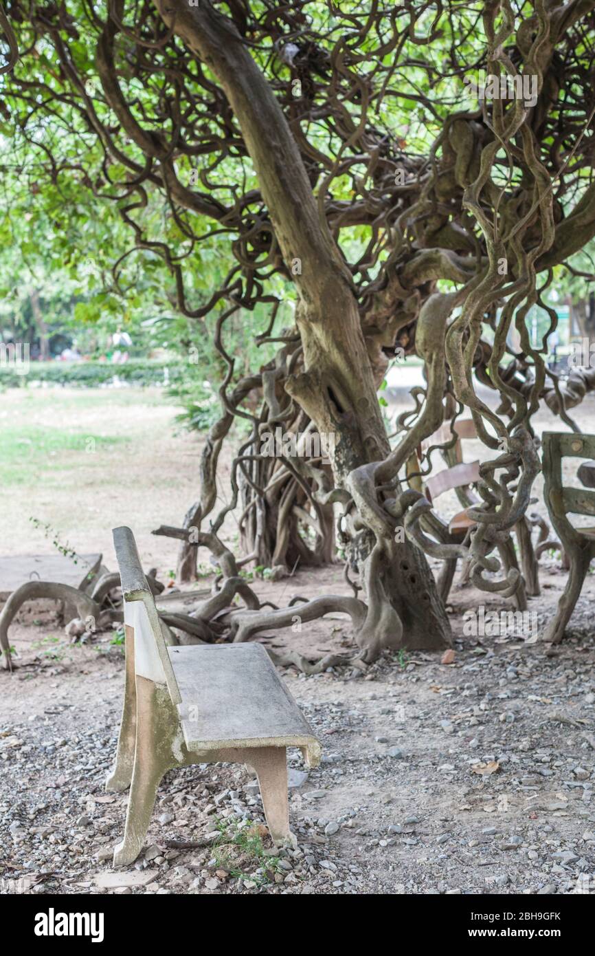 Cambodia, Phnom Penh, The Killing Fields of Choeung Ek, twisted tree ...
