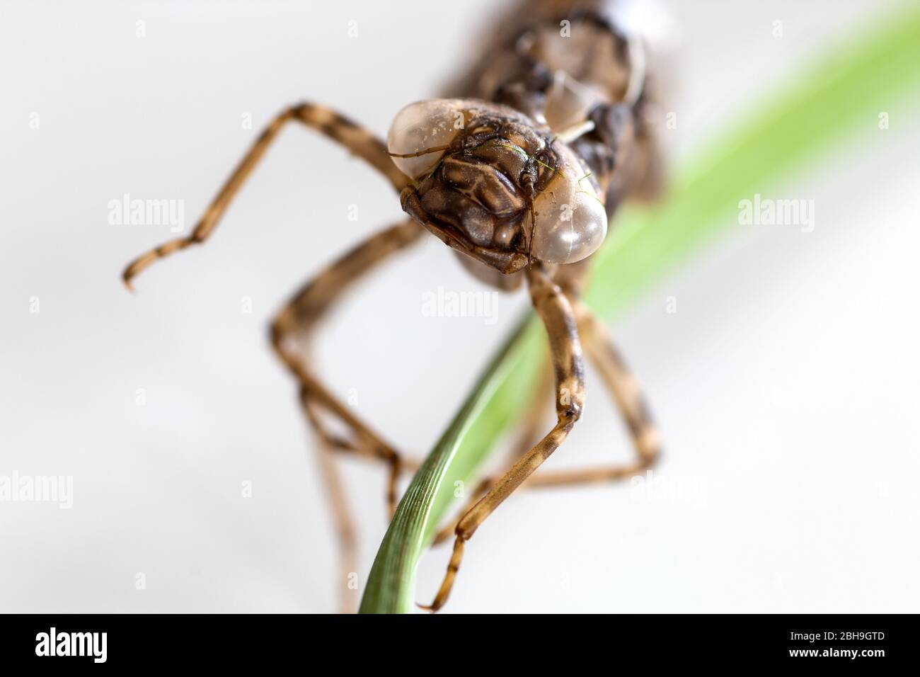 Dragonfly larva hi-res stock photography and images - Alamy